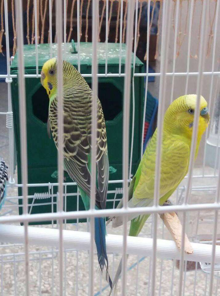 La perruche ondulée comme oiseau de compagnie - World Oiseaux