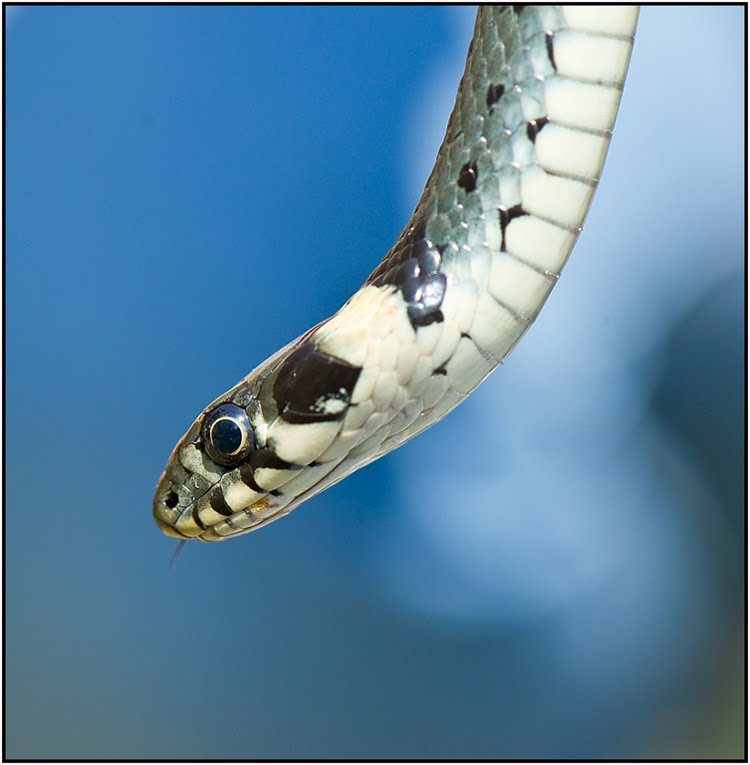 TOM DYRING WILDPHOTO / NN: "ORM"