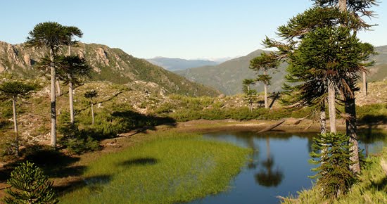 La Historia de los Mapuches