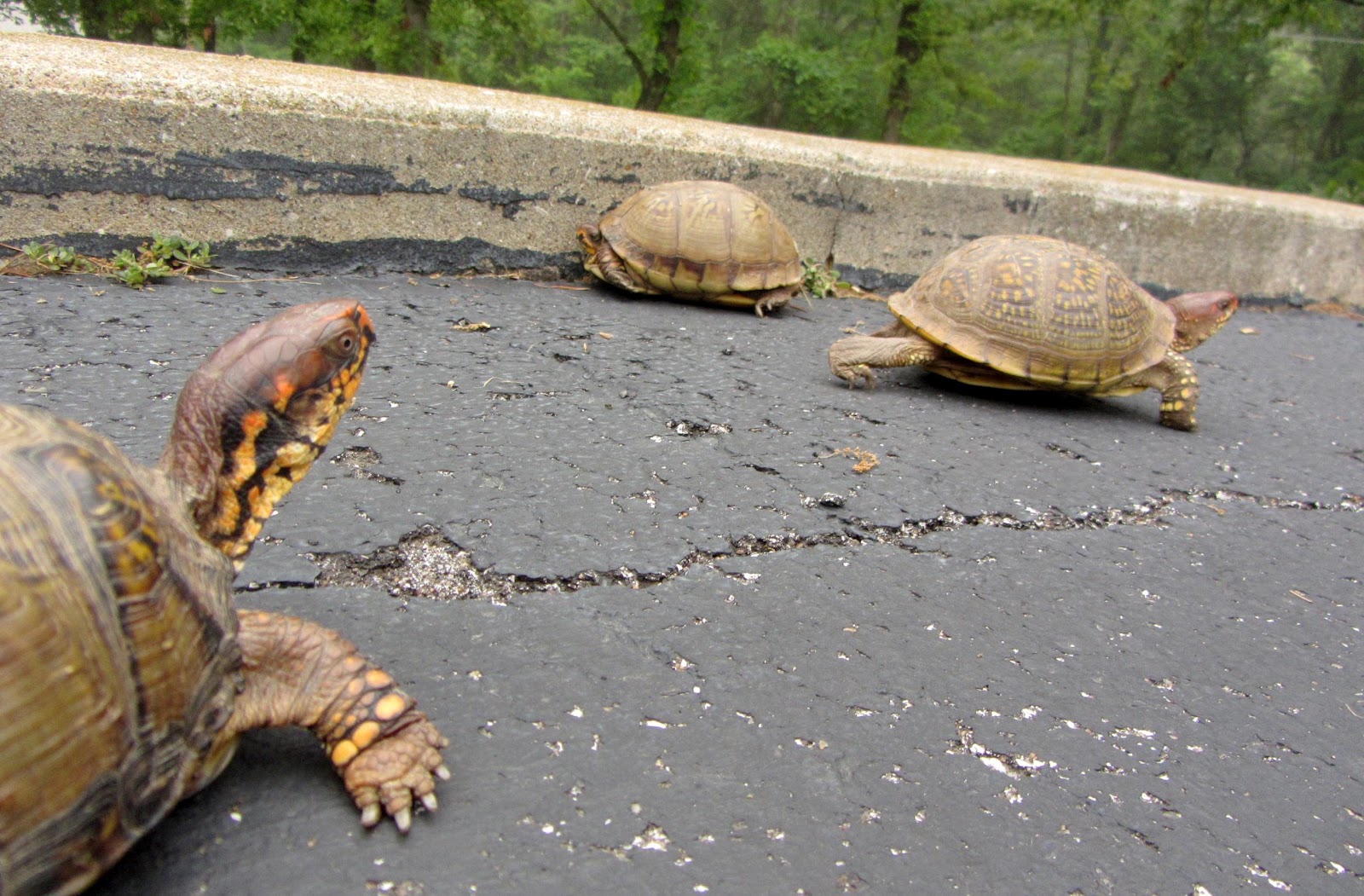 Matthew Fels: Box-Turtles In Missouri