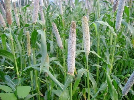 Techie2Aggie: Fodder Cultivation - Bajra & Maize