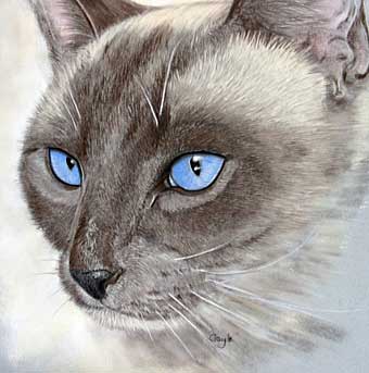 Siamese Cats Home - your cat will be happy!