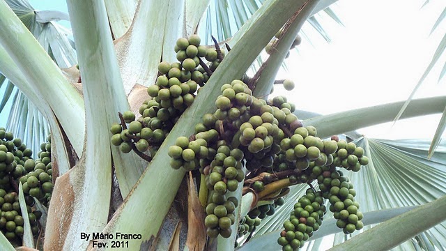 Espaço da Jardinagem: Palmeira-azul