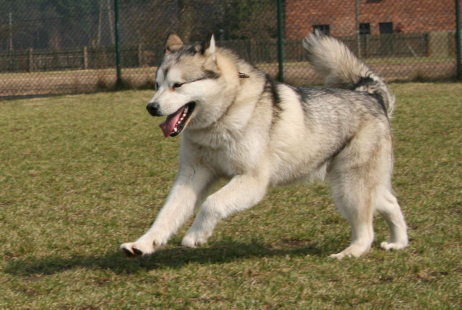 the alaskan malamute - Wallpapers Free
