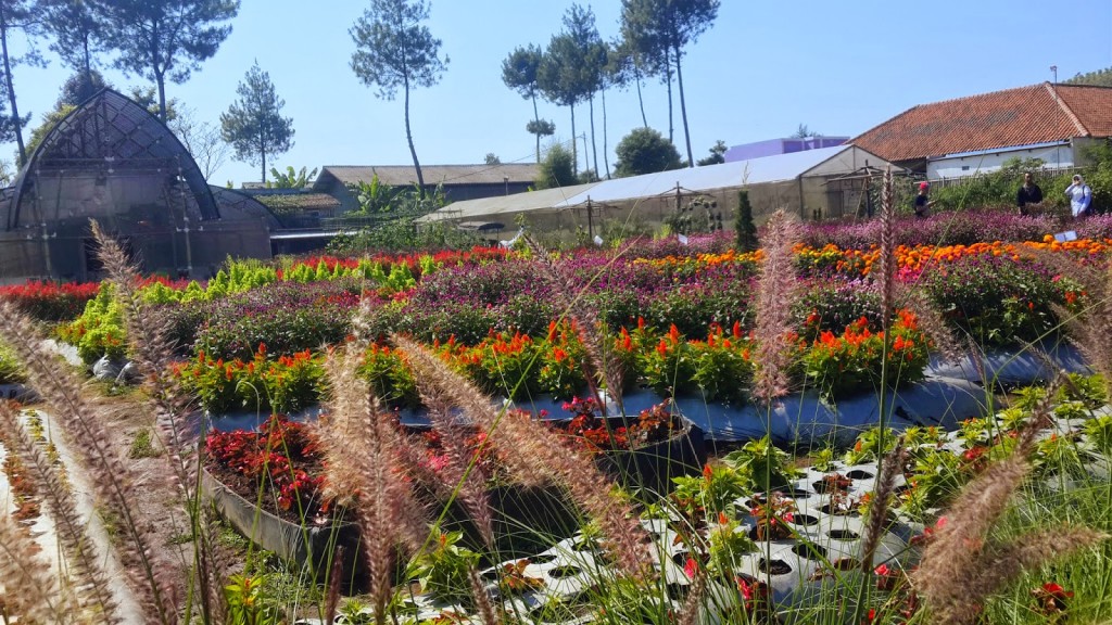 Outbound Bandung: TAMAN BUNGA CIHIDEUNG