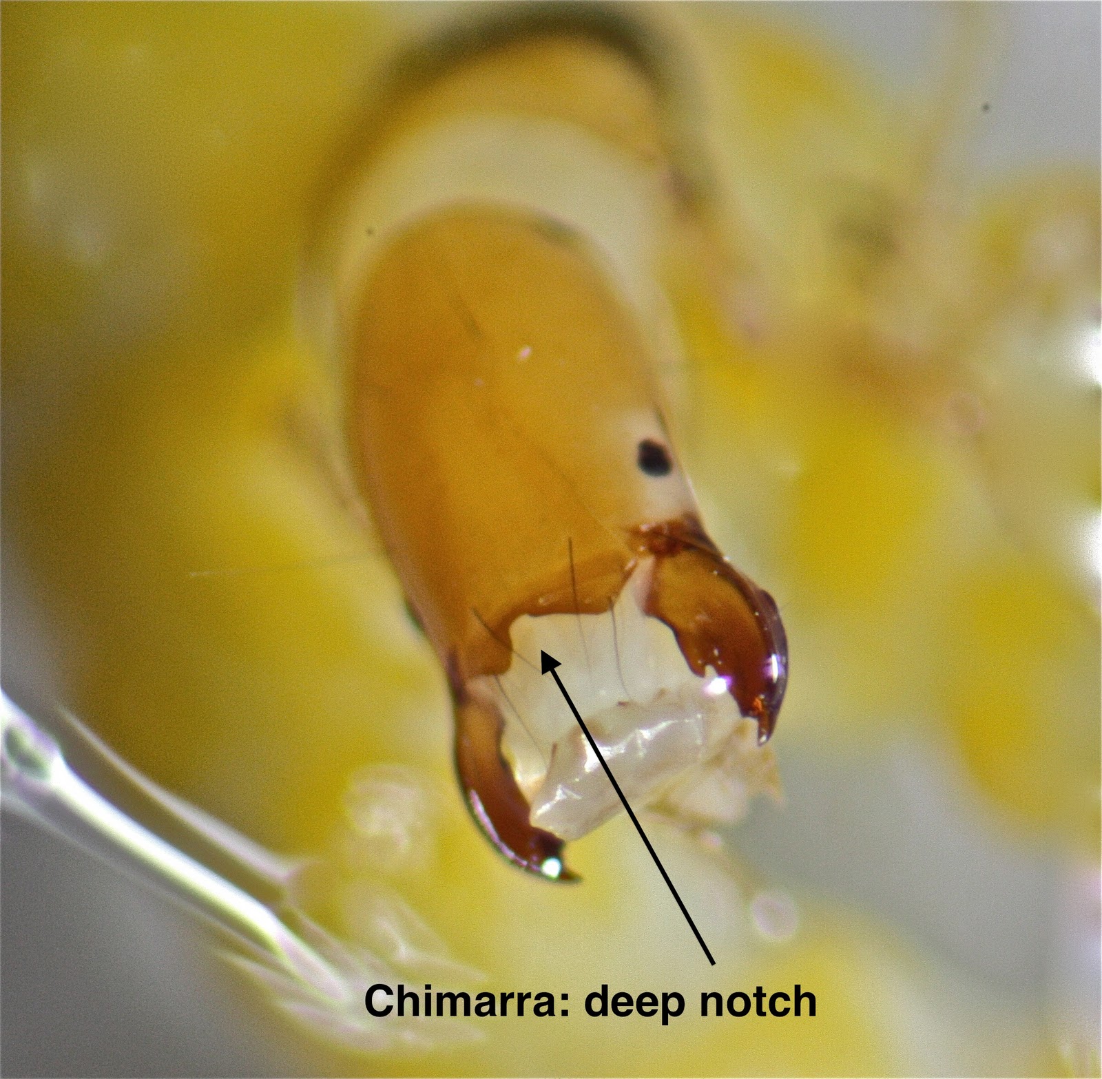 Aquatic Insects of Central Virginia: Sifting Away Again in Chloroperlid ...