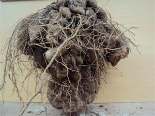 MY JOURNEY FOR MEDICINAL PLANTS: GOD"S OWN MEDICINES(FOODS)