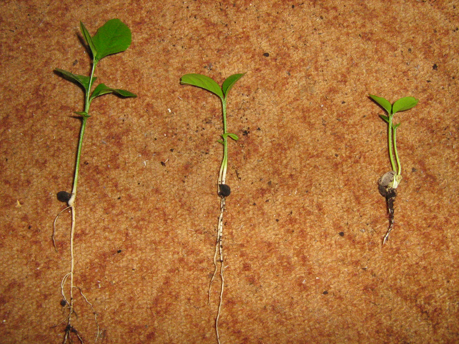 Viskas apie bonsai medelius: Bonsai citrinmedis (2)