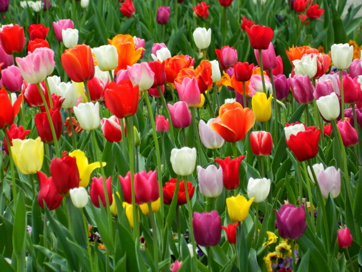 LA MULTI ANI, ROMANIA!: Lalele intre lalele!