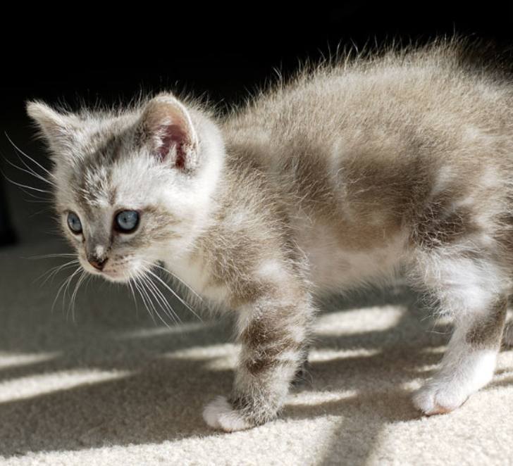 Imagenes de gatos - gatitos: Imagenes de gatitos: gatito atento [4-10-15]