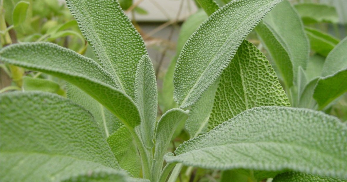 Ozana Herrera: Sálvia: erva do Velho Mundo, esperança de cura no mundo ...