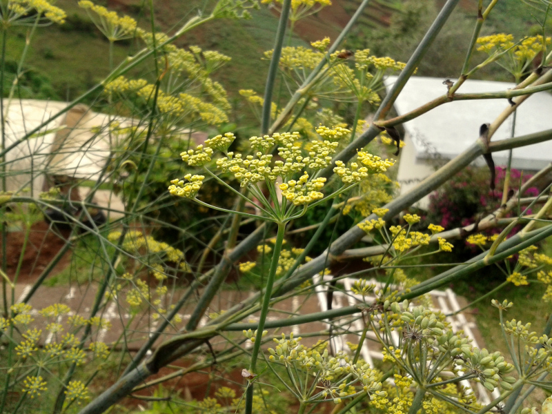 DK's Diary: Mengenal Tanaman Adas & Pulosari