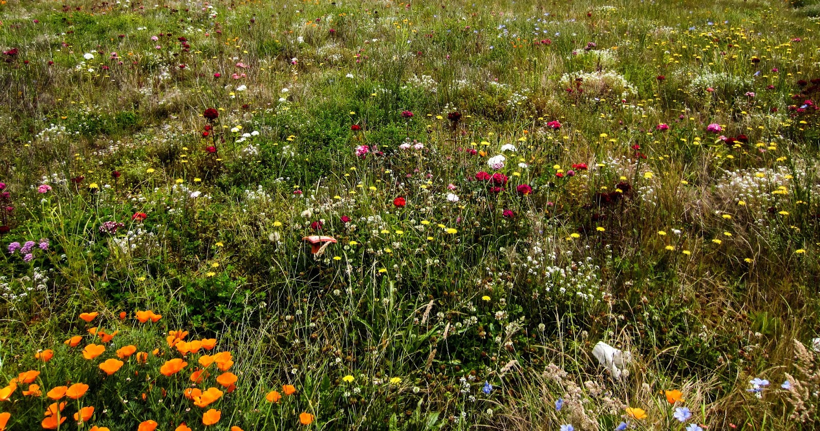 Thom Zehrfeld Photography : Wild Flower Images