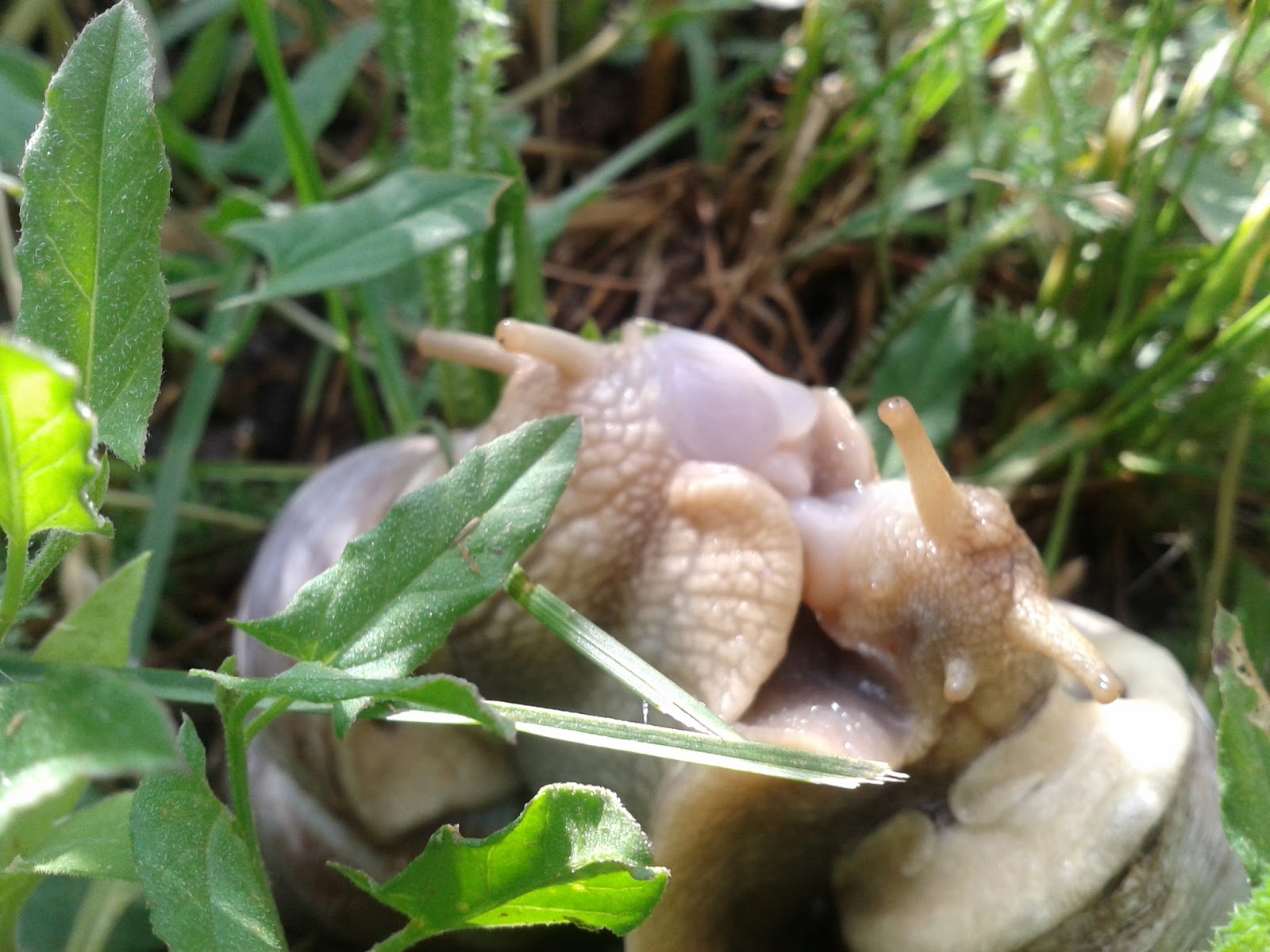 Éti csigák | Fotózunk...