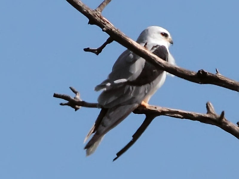 Ecobirder: Wisconsin White-tailed Kite
