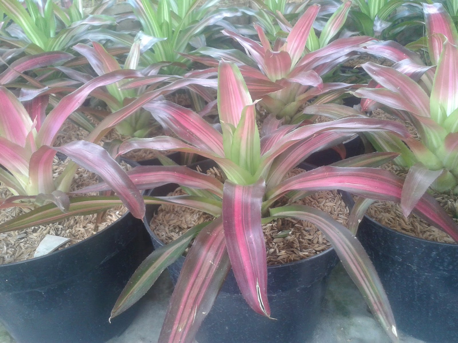 jual pohon bromelia | macam-macam jenis bromelia