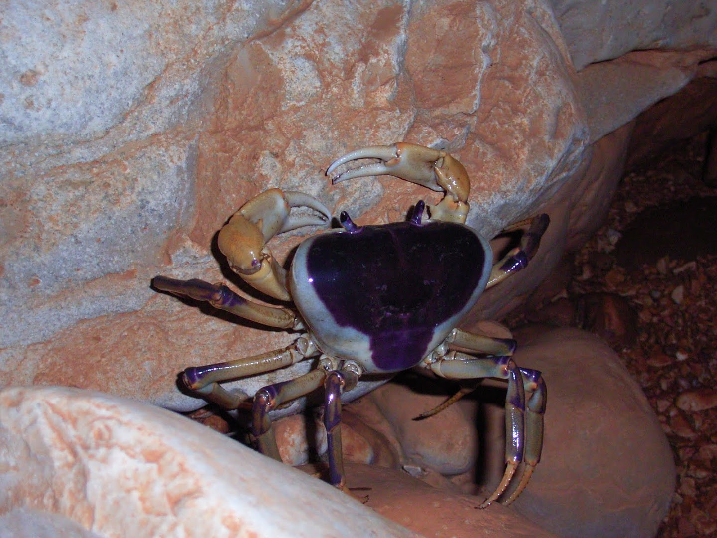 Catalogue of Organisms: Crabs in Rivers, Crabs in Trees