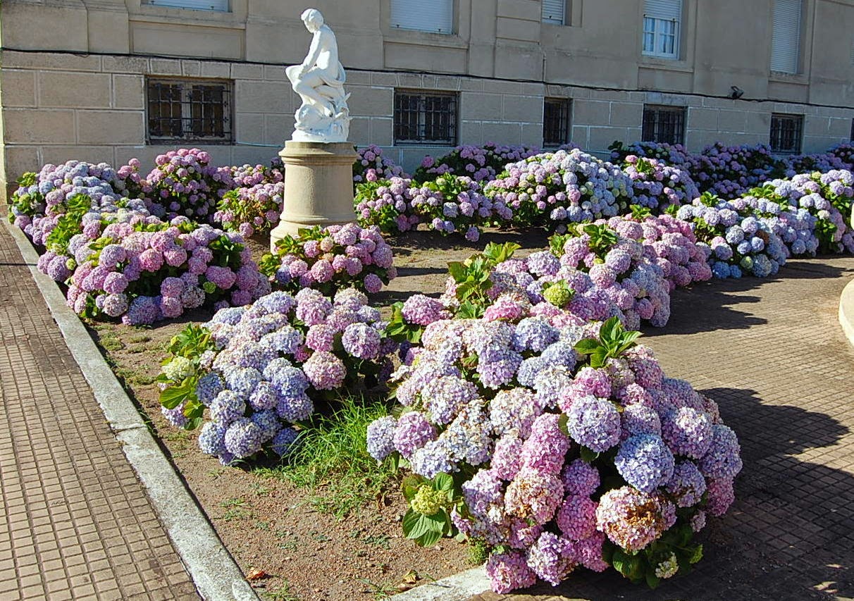 Hydrangeas in Spanish Jug by Carole Dawber Lancashire painter. Carole ...