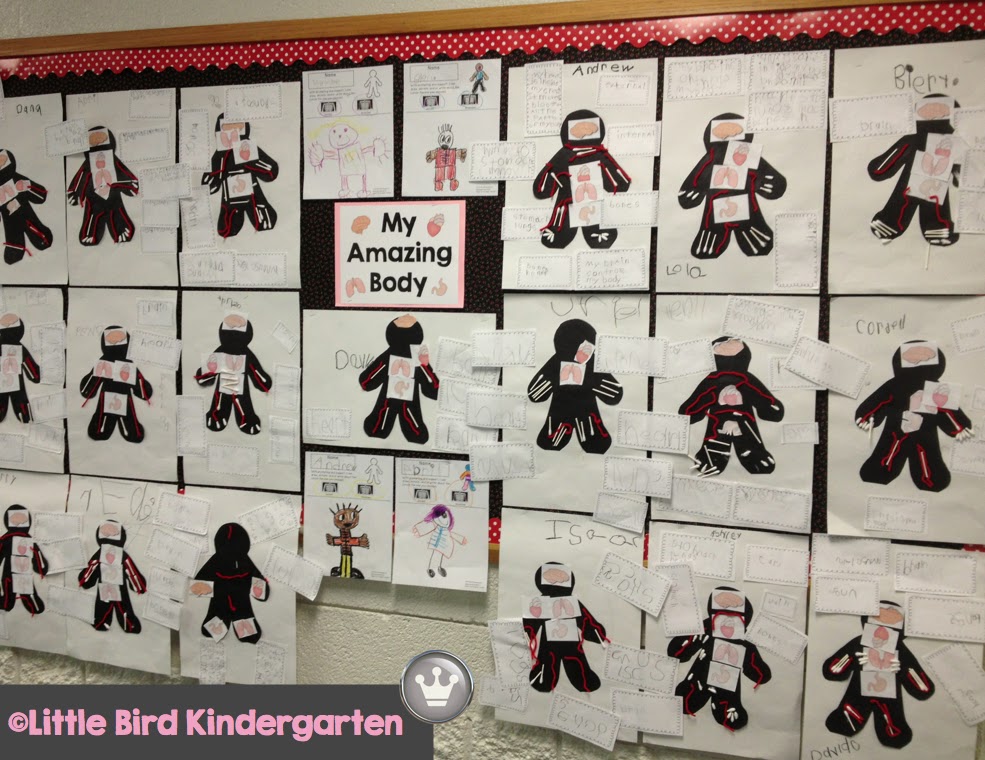The Amazing Body! - Little Bird Kindergarten