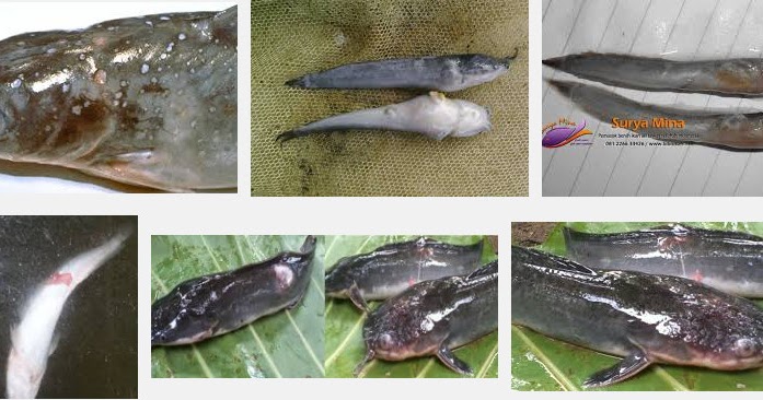 Cara Mengatasi Hama Penyakit Pada Ikan Lele | Info Dunia
