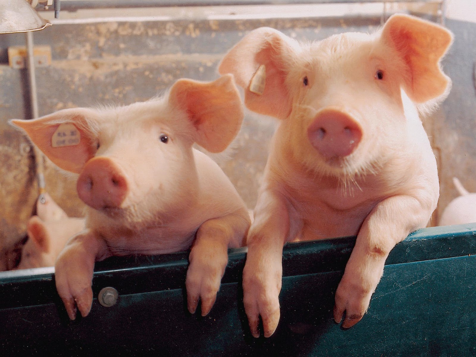 Varkens Achtergronden