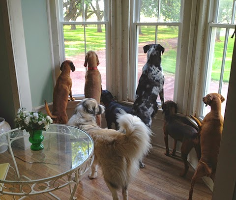 Louisiana Edgewood Art Paintings by Louisiana artist Karen Mathison ...