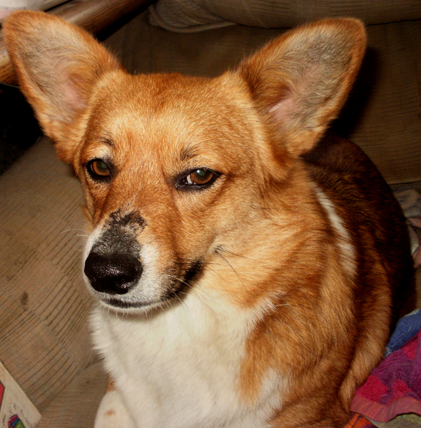 Corgi Country: Popping in to say HI!