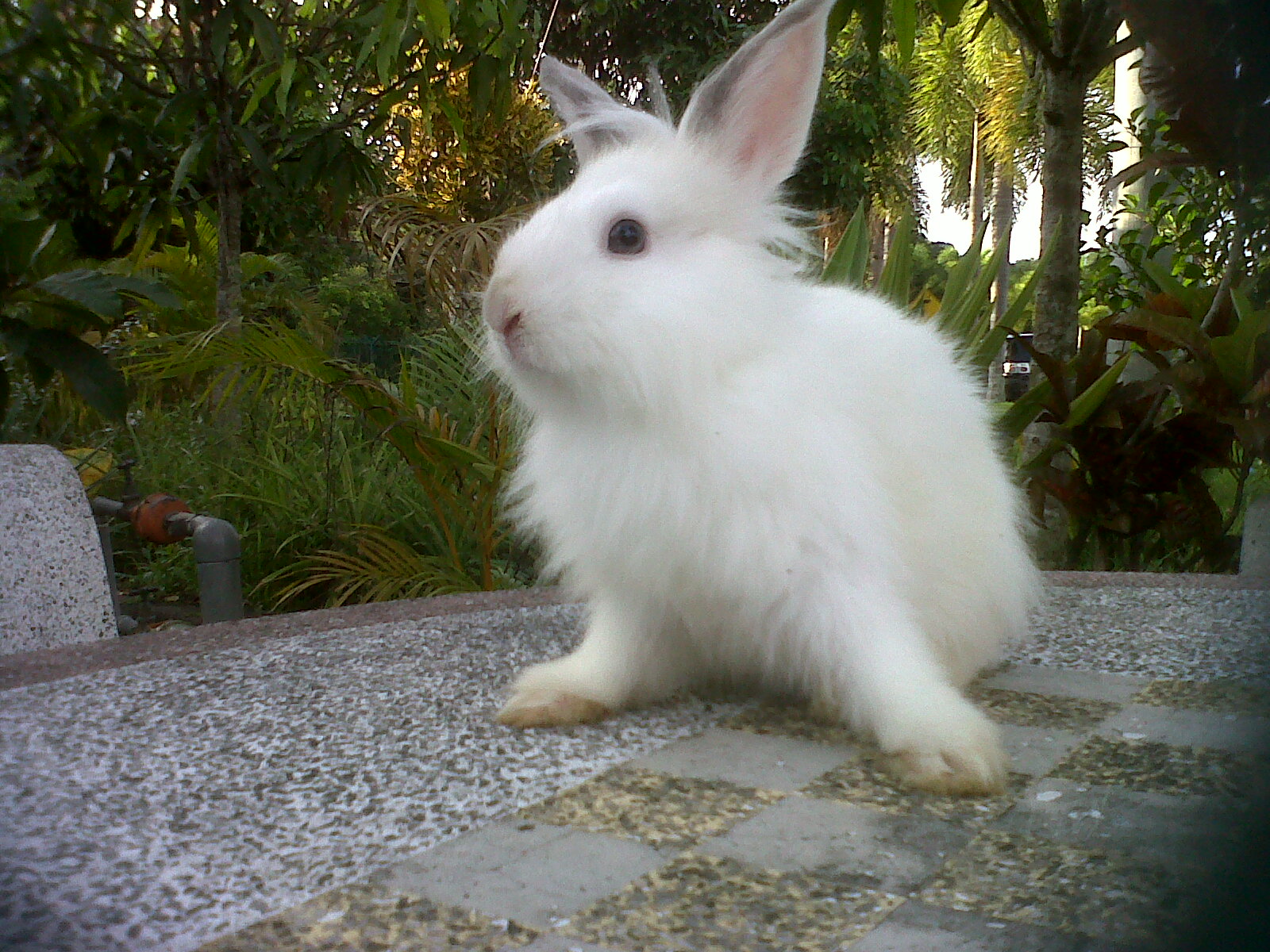 arnab kubang pasu kedah: ARNAB ANGORA (KOD AG1205)