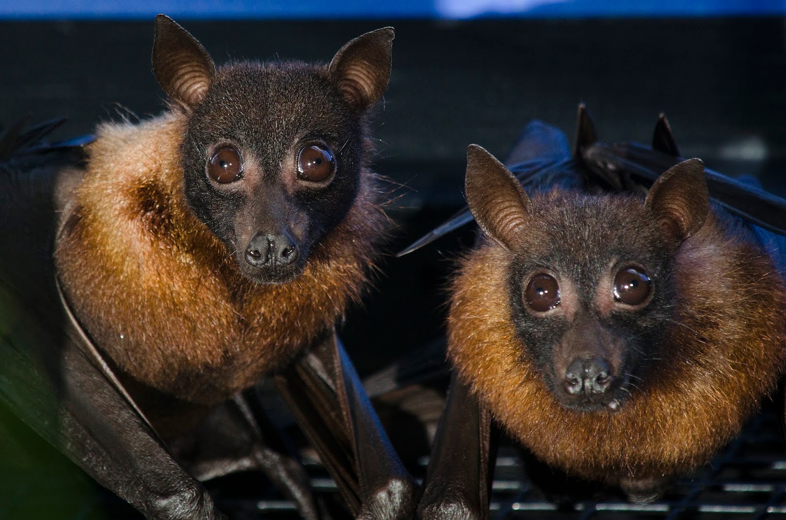 Celebrate Bat Appreciation Month: Go Batty for Bats!