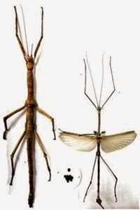 Rio de Saúde: Bicho-pau: aprenda mais um pouco sobre este inseto