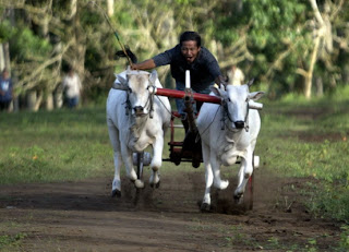 Fakta Kita | Kreatif, Inovatif, Terpercaya: Karapan Sapi, Kebudayaan ...