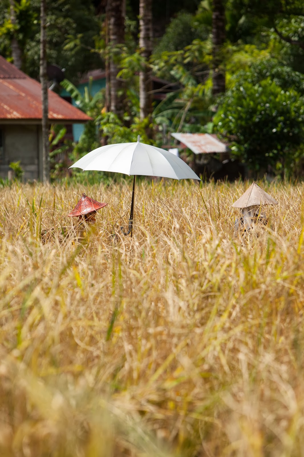 Sticky Rice Travel - Photostream: Rice harvest, Tambatuon, Sabah