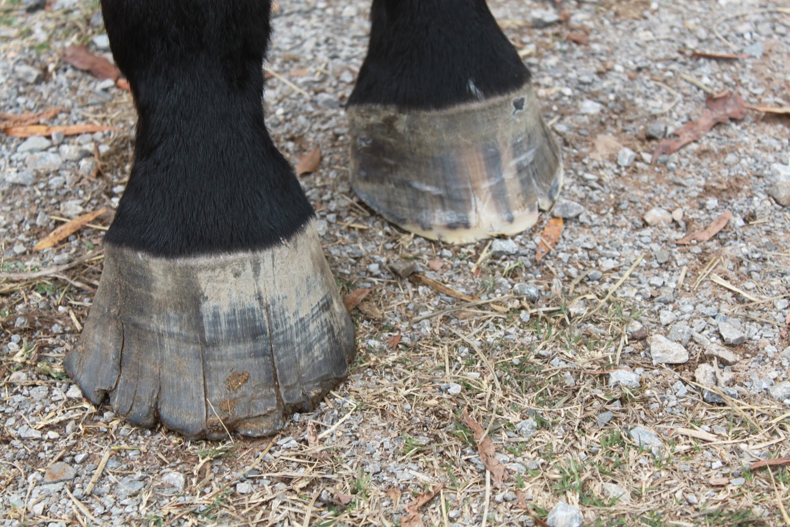 Springstone Horses: Repairing Hoof Cracks