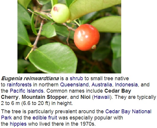 What Is Cedar Bay cherry