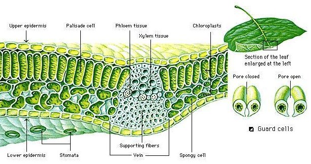 Macam Jaringan Tumbuhan dan Fungsinya