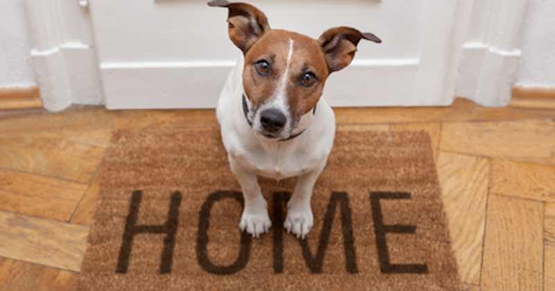 Quel est le meilleur chien d'appartement? - biographypedia