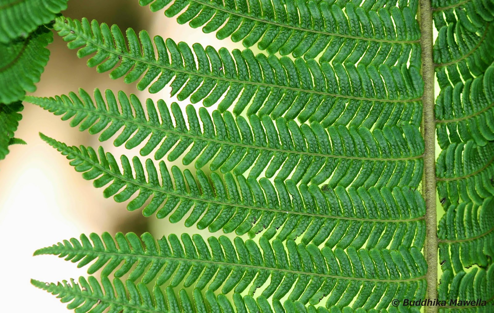 Lanka Nature Summary: Cyathea crinita