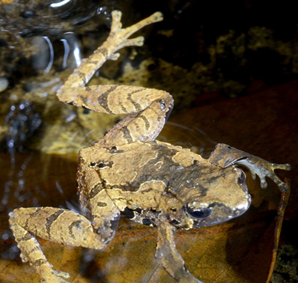 Species New to Science: [Herpetology • 2017] The Phytotelm Tadpoles of ...