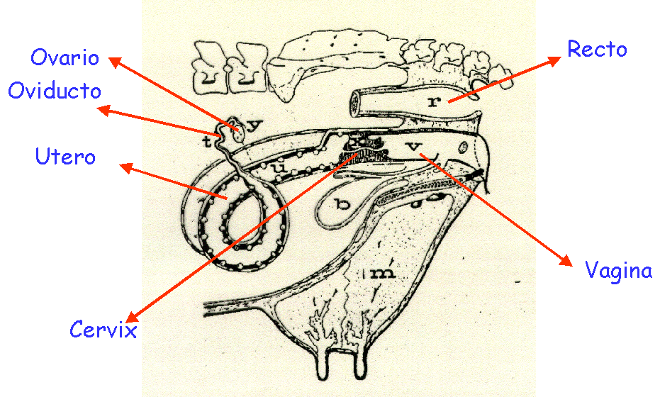 Anatomia del Aparato Reproductor Femenino