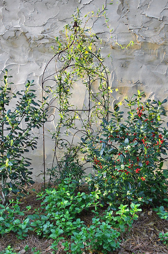 Southern Lagniappe: The Story of the Runaway Jasmine