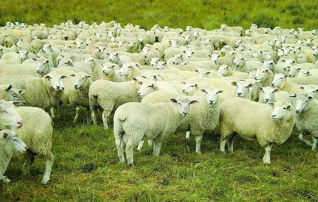 Wallpaper Domba Lucu, Imut Banget | GambarBinatang.Com