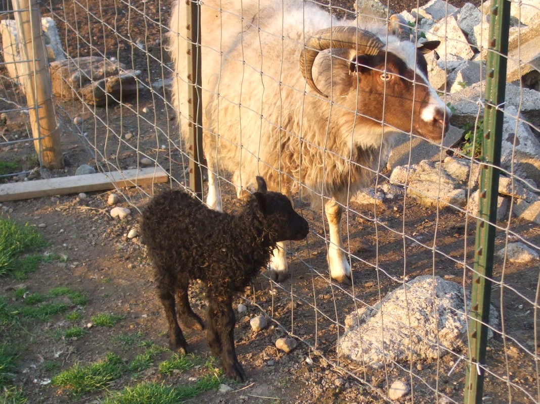 The Yeoman Farmer: Every Other Day Now