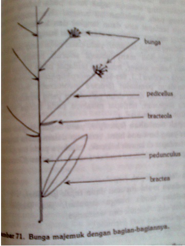 Hairiani "miiyanni": MORFOLOGI TUMBUHAN TENTANG BUNGA