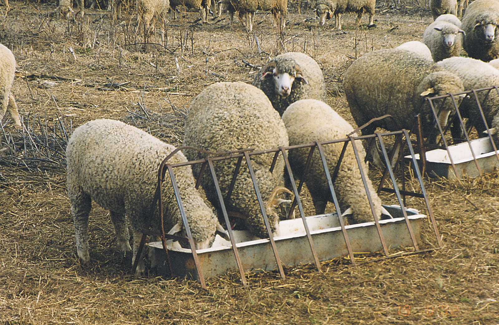 Wenke vir Selfmeng-lekke - Voerbronne ~ Amass Farming Tips & Info