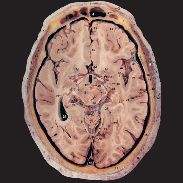 Head sectional anatomy