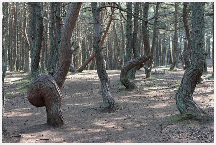 Wallpaper HD: DANCING TREES