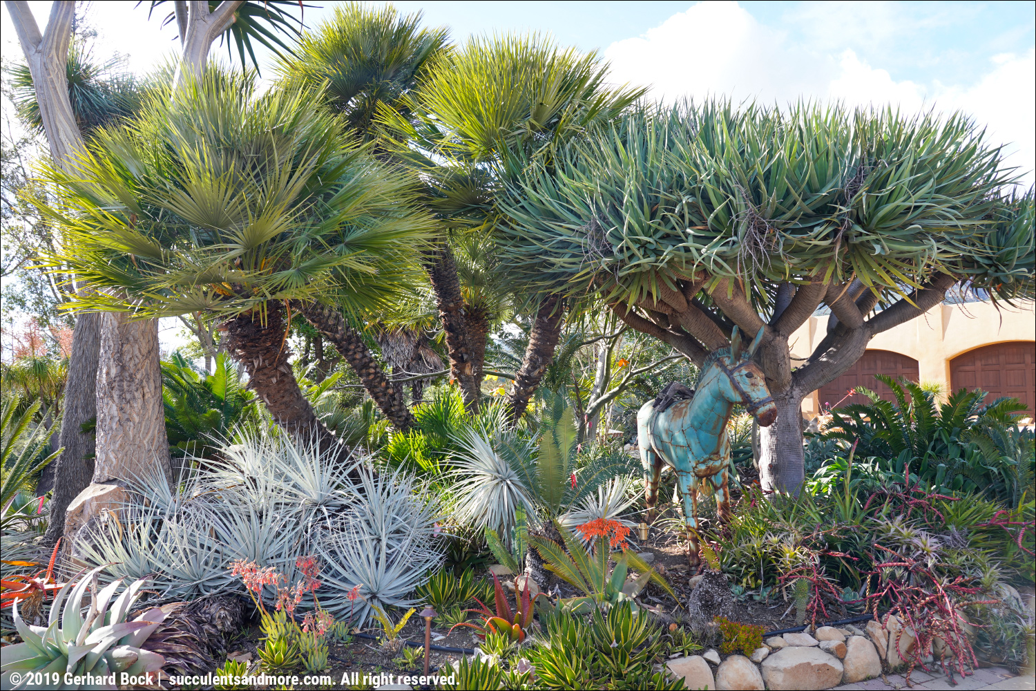 Aloes in Wonderland, the best-ever name for a nursery