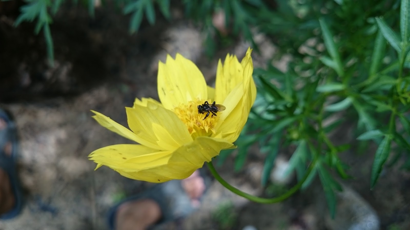 Bunga Kesukaan Lebah Kelulut