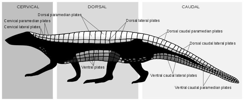 Reptossaurus: AETOSAURIA