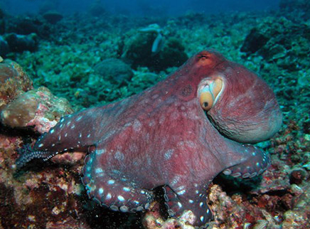 Sproket's Small World: Project Nurgle Part 2 - Blistering Barnacles